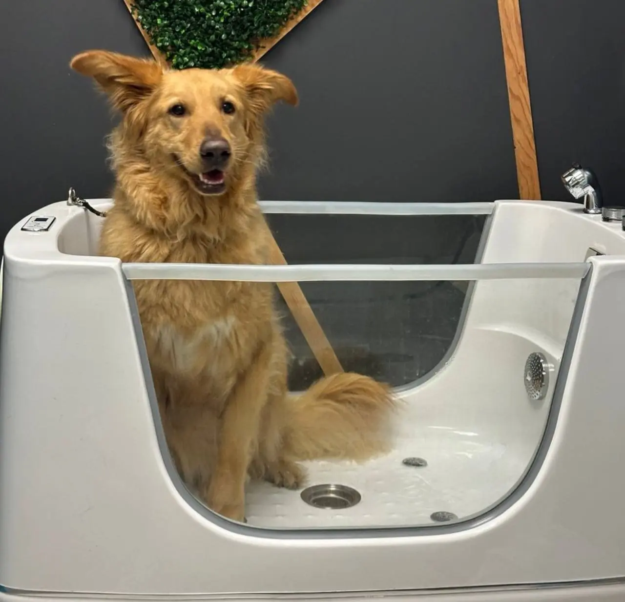Top Dog Daycare & Grooming in Ottawa | Furry Funville